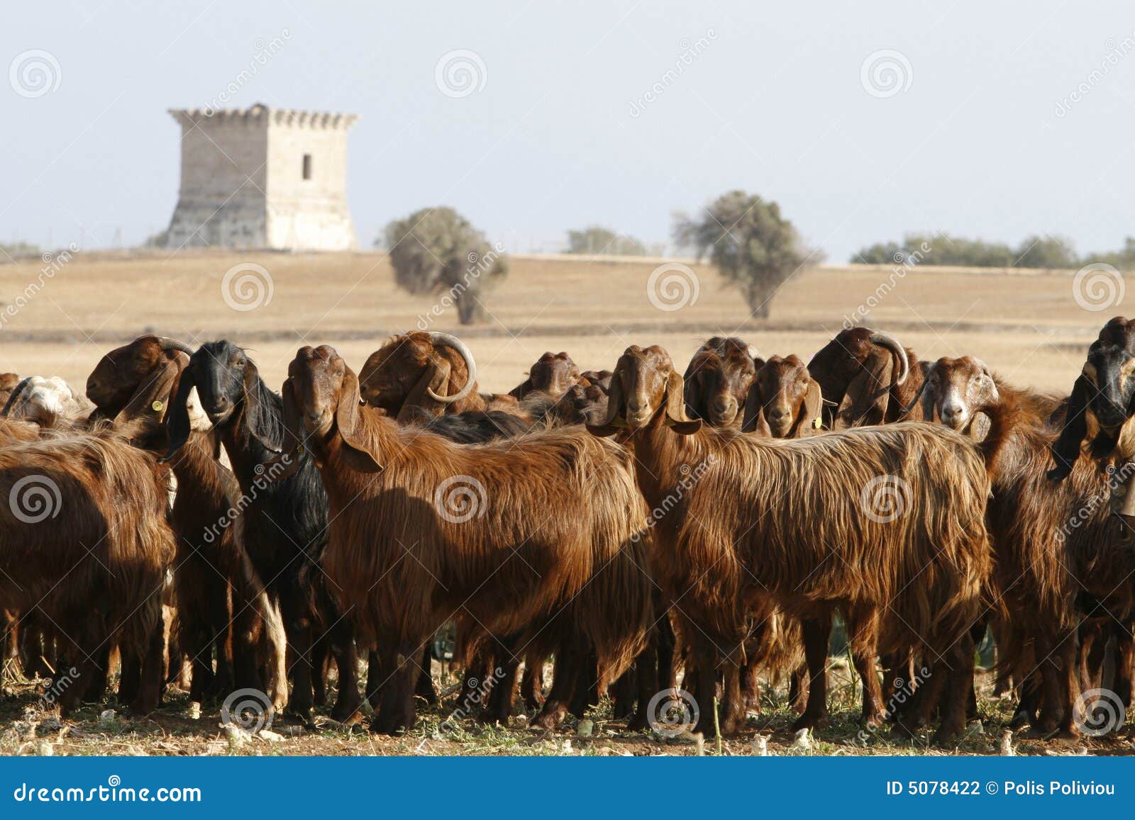 Geiten stock foto. Image of groep, wild, kasteel, zoogdier - 5078422