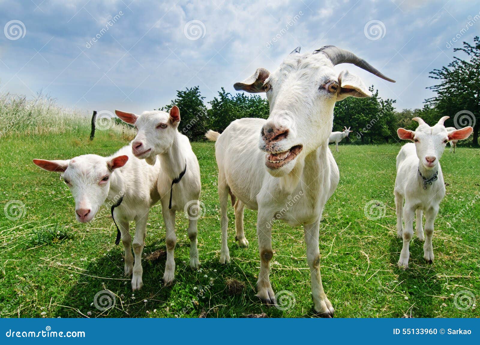 Geiten stock foto. Image of dieren, binnenlands, dier - 55133960