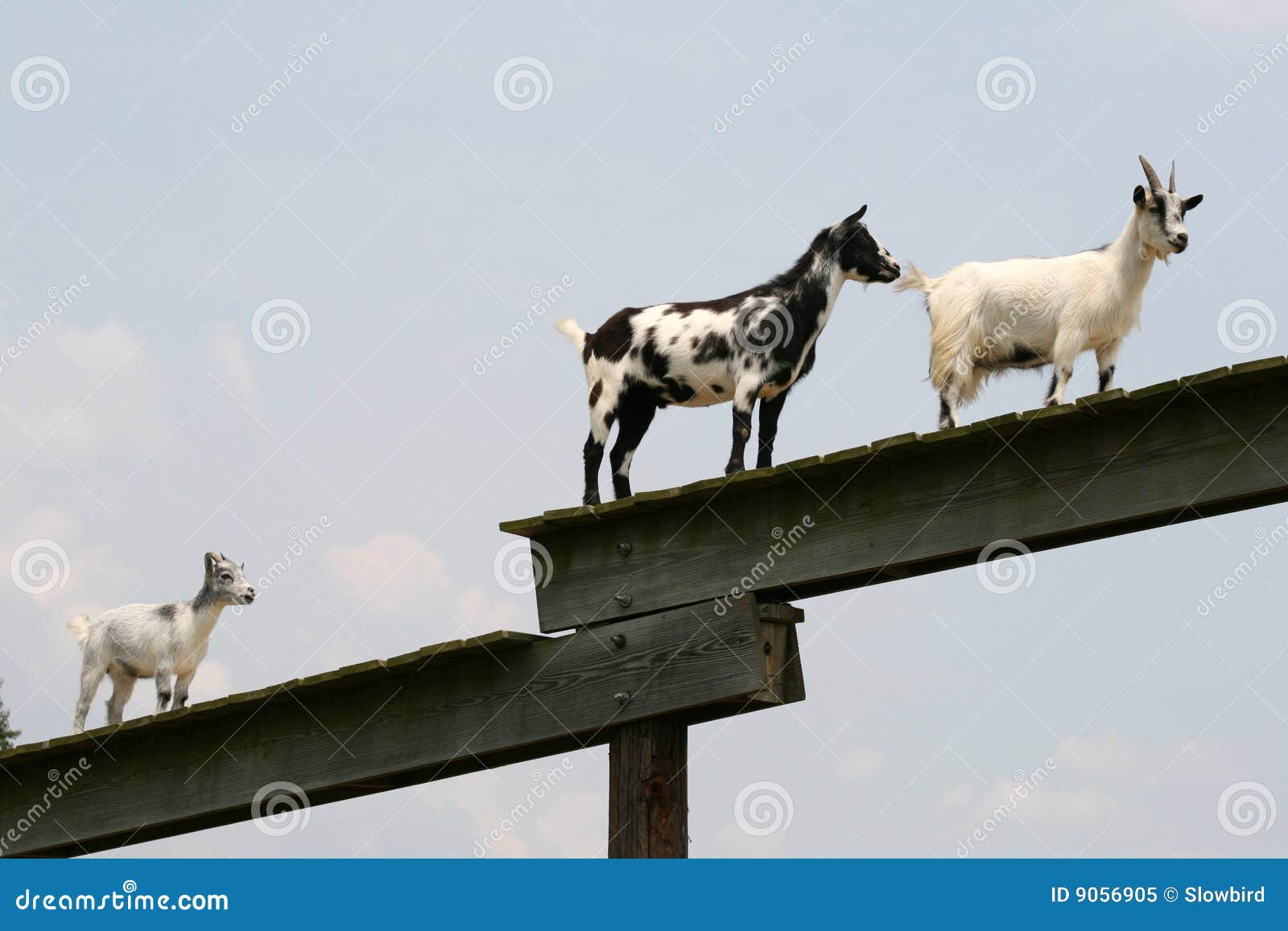 Geiten stock afbeelding. Image of weid, bont, fauna, gewas - 9056905