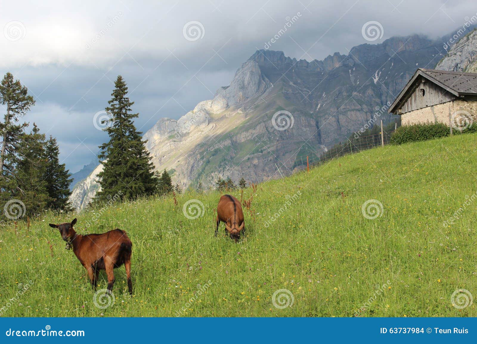 Geiten in De Bergen Van Zwitserland Stock Foto - Image of gras ...