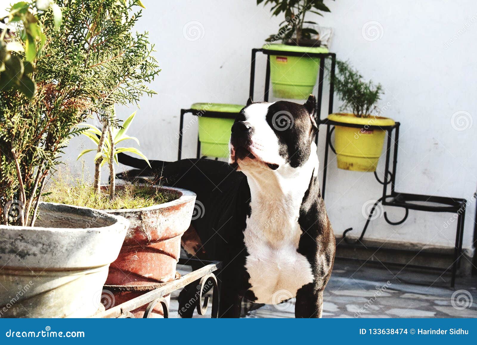 Gejo stock photo. Image of gejo, american, today, thinking - 133638474