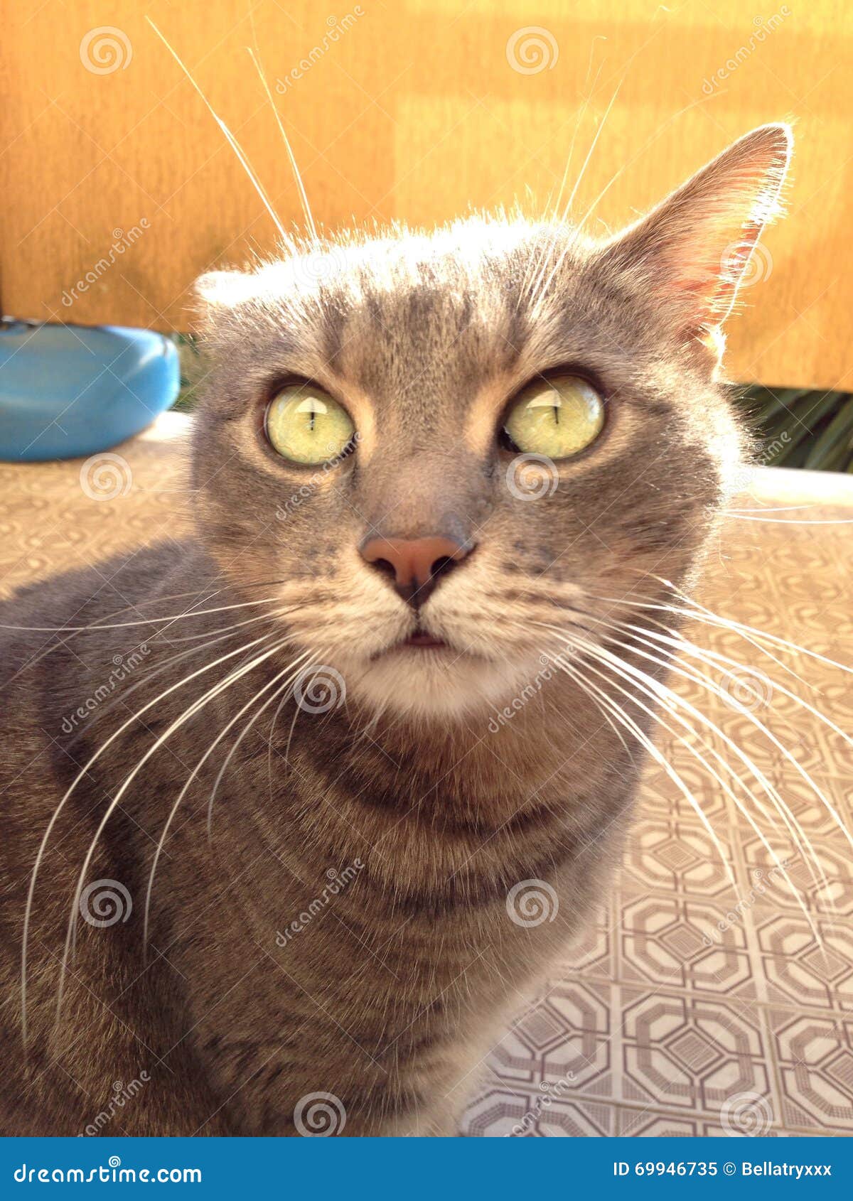 Gek katten grappig gezicht stock afbeelding. Image of ogen - 69946735