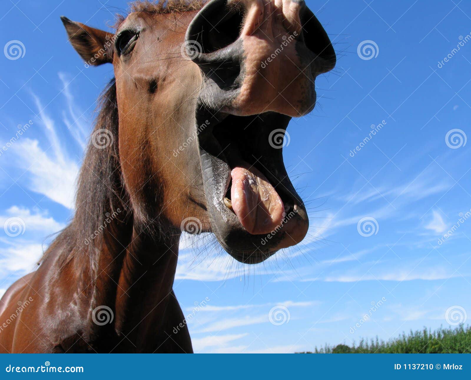 Gek Paard stock foto. Image of glimlach, lach, dier, gezicht - 1137210