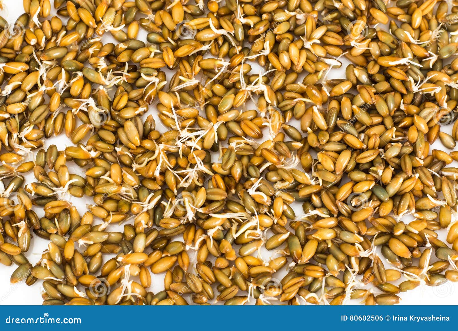 Gekeimter Weizen, Rye Und Gerste Stockfoto - Bild von weizen, grün ...