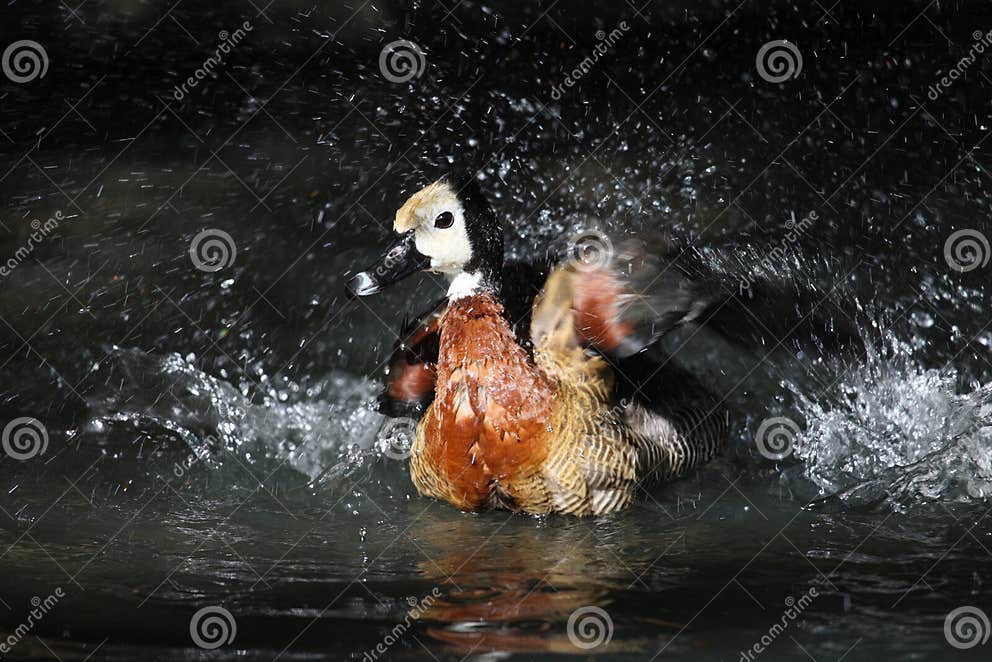 Gekke eend stock foto. Image of explodeer, veer, eend - 18004668