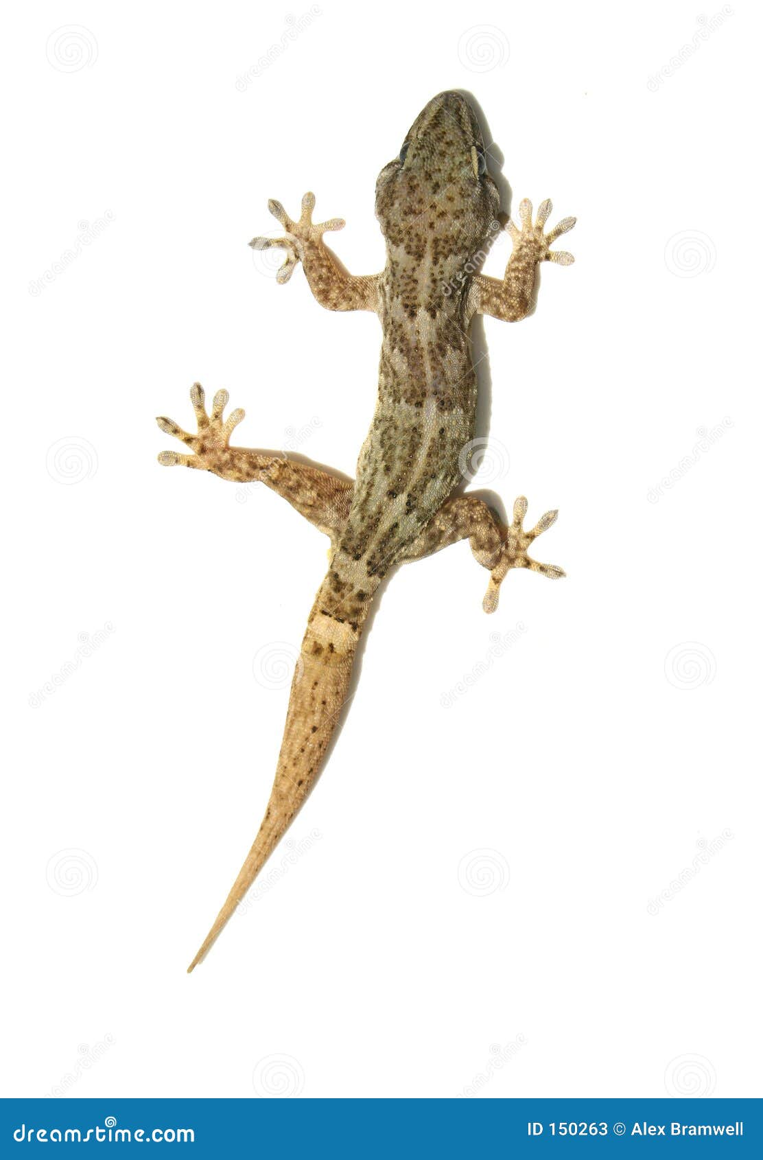 Gekko stock afbeelding. Image of ongedierte, dier, reptiel - 150263