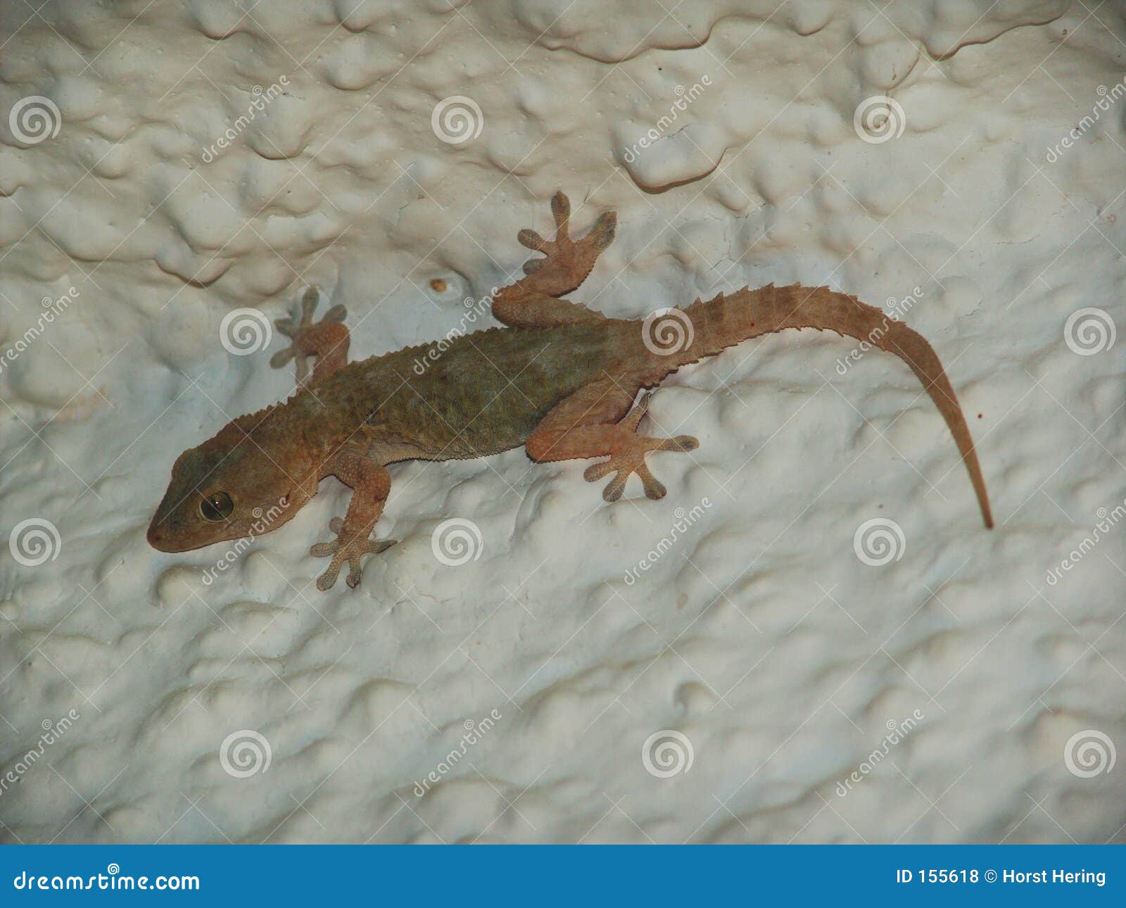 Gekko stock foto. Image of dier, europa, huisdier, muur - 155618