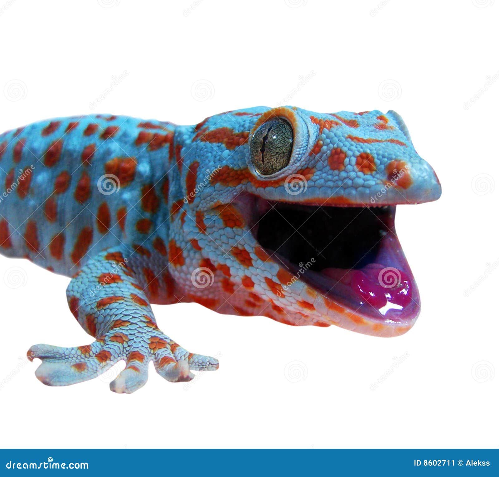 Gekko stock afbeelding. Image of geïsoleerd, wild, tropisch - 8602711
