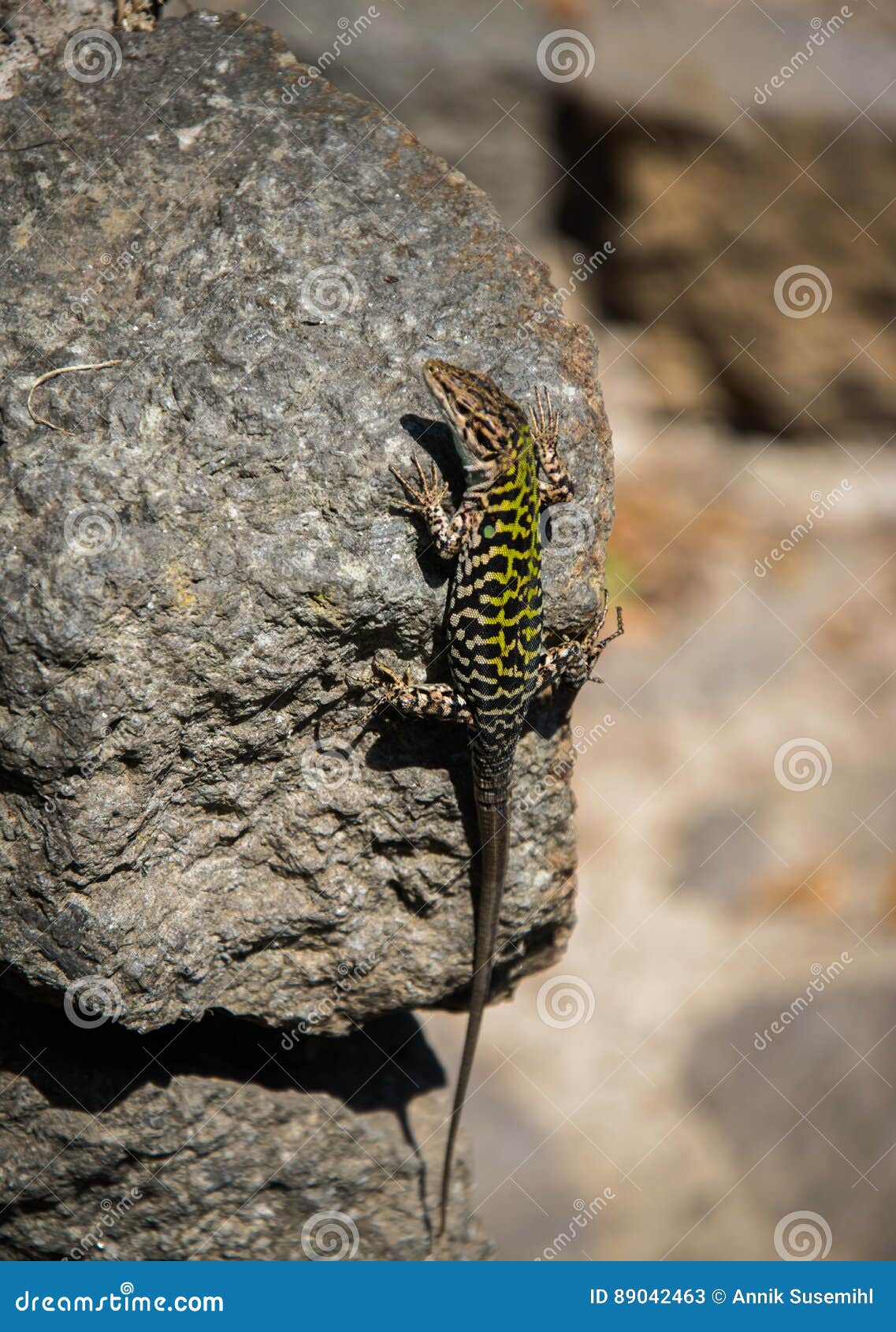 A Gekko with Green Patterns on Back is Sitting on a Dark Stone in the ...