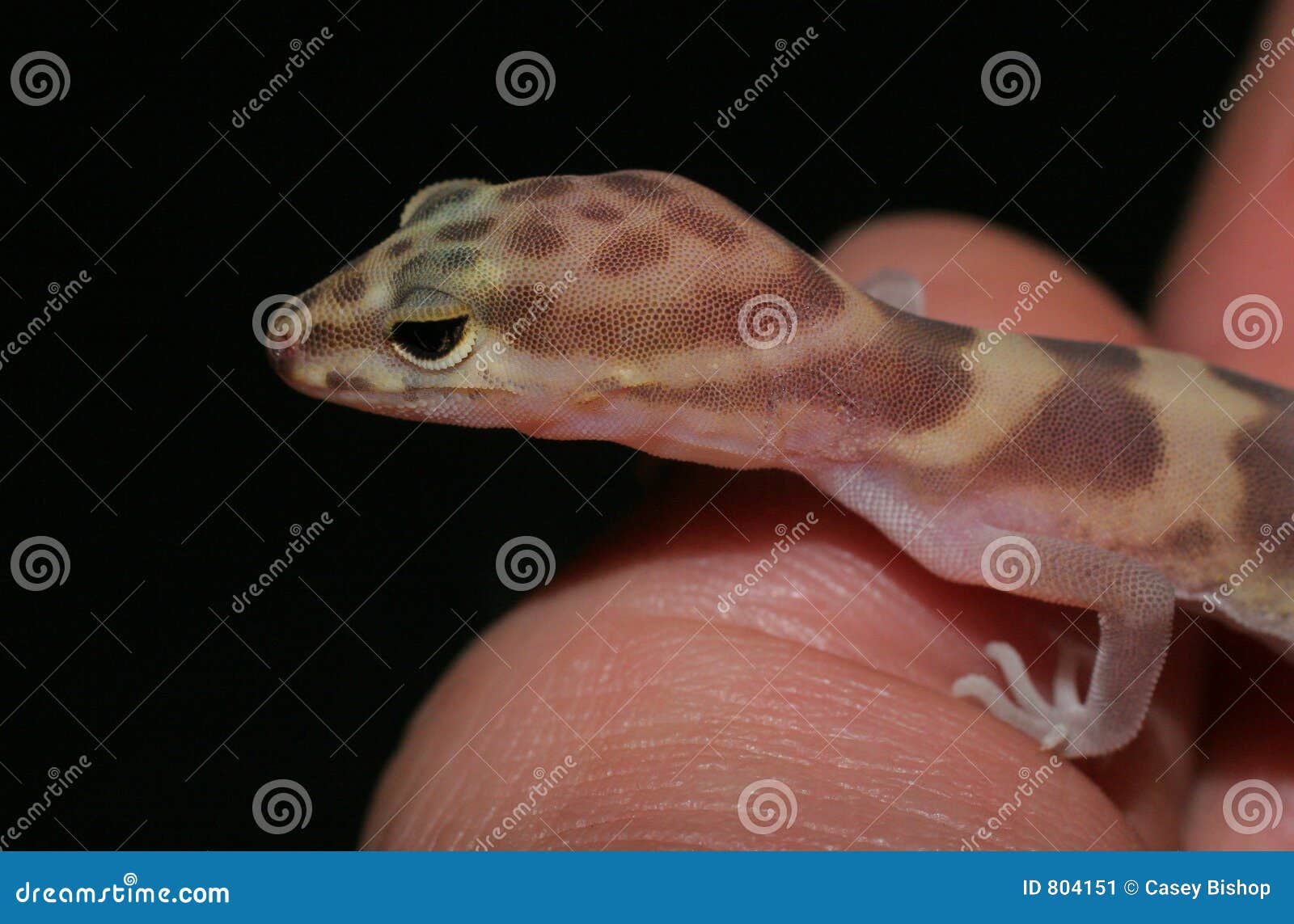 Gekko op hand stock afbeelding. Image of woestijn, mojave - 804151
