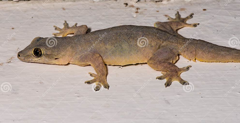 Gekko on the wall stock image. Image of wall, small, animal - 56899399