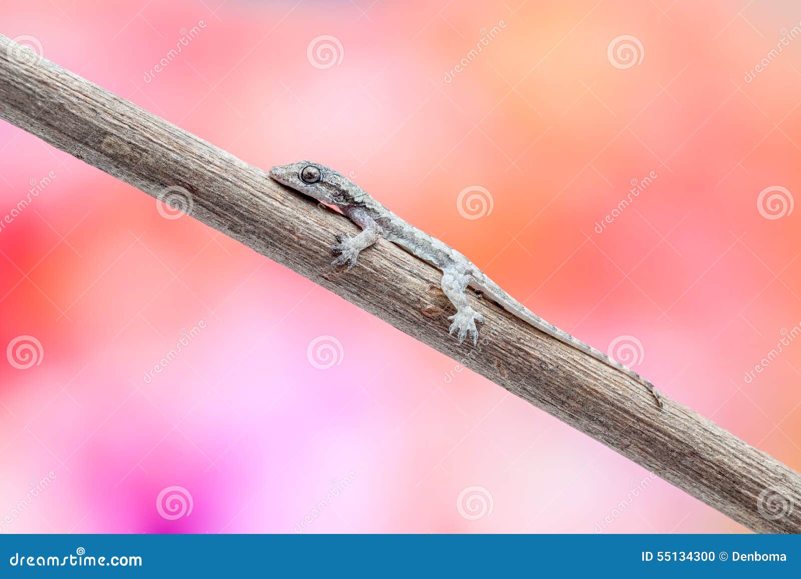 Gekkota stock photo. Image of gekkonidae, tropical, predator - 55134300