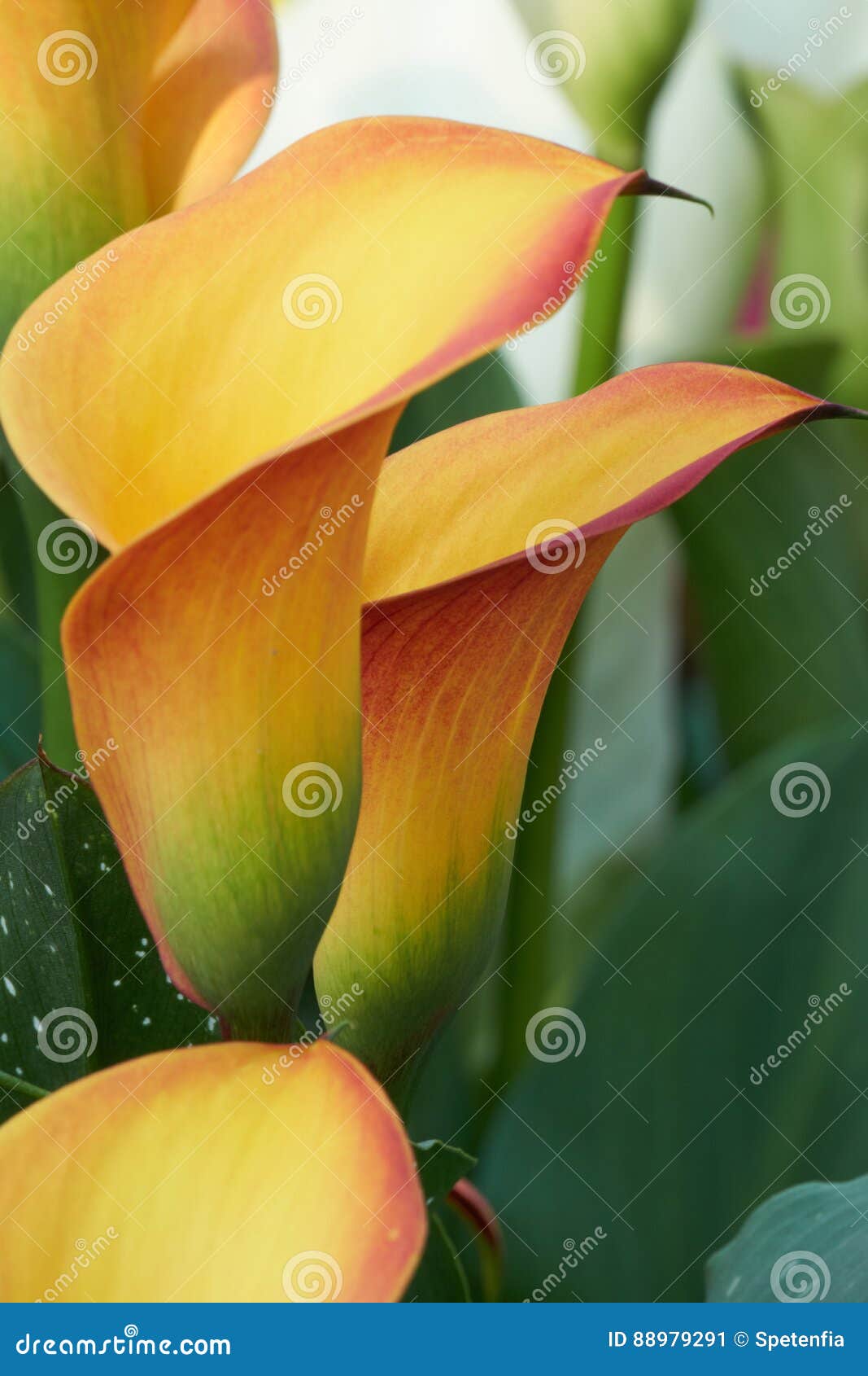 Gekleurde Calla Lelie in Bloei Stock Afbeelding - Image of tuinieren ...
