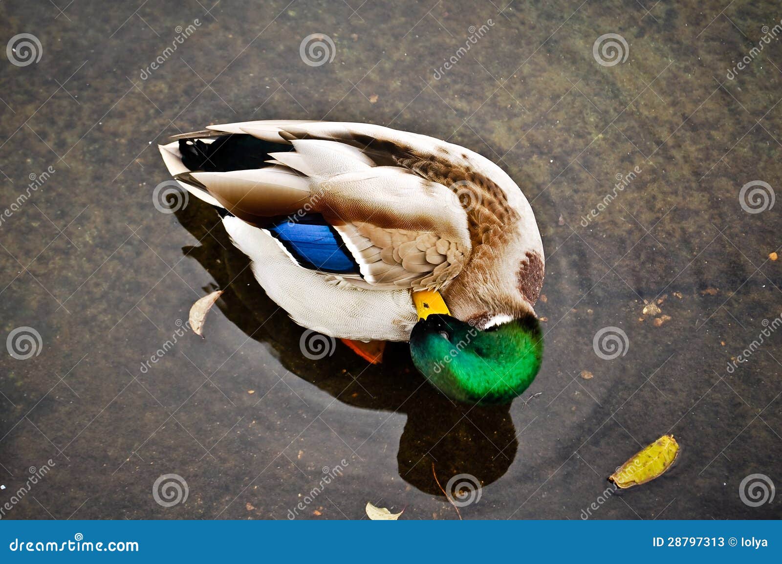 Gekleurde eend stock afbeelding. Image of meer, water - 28797313