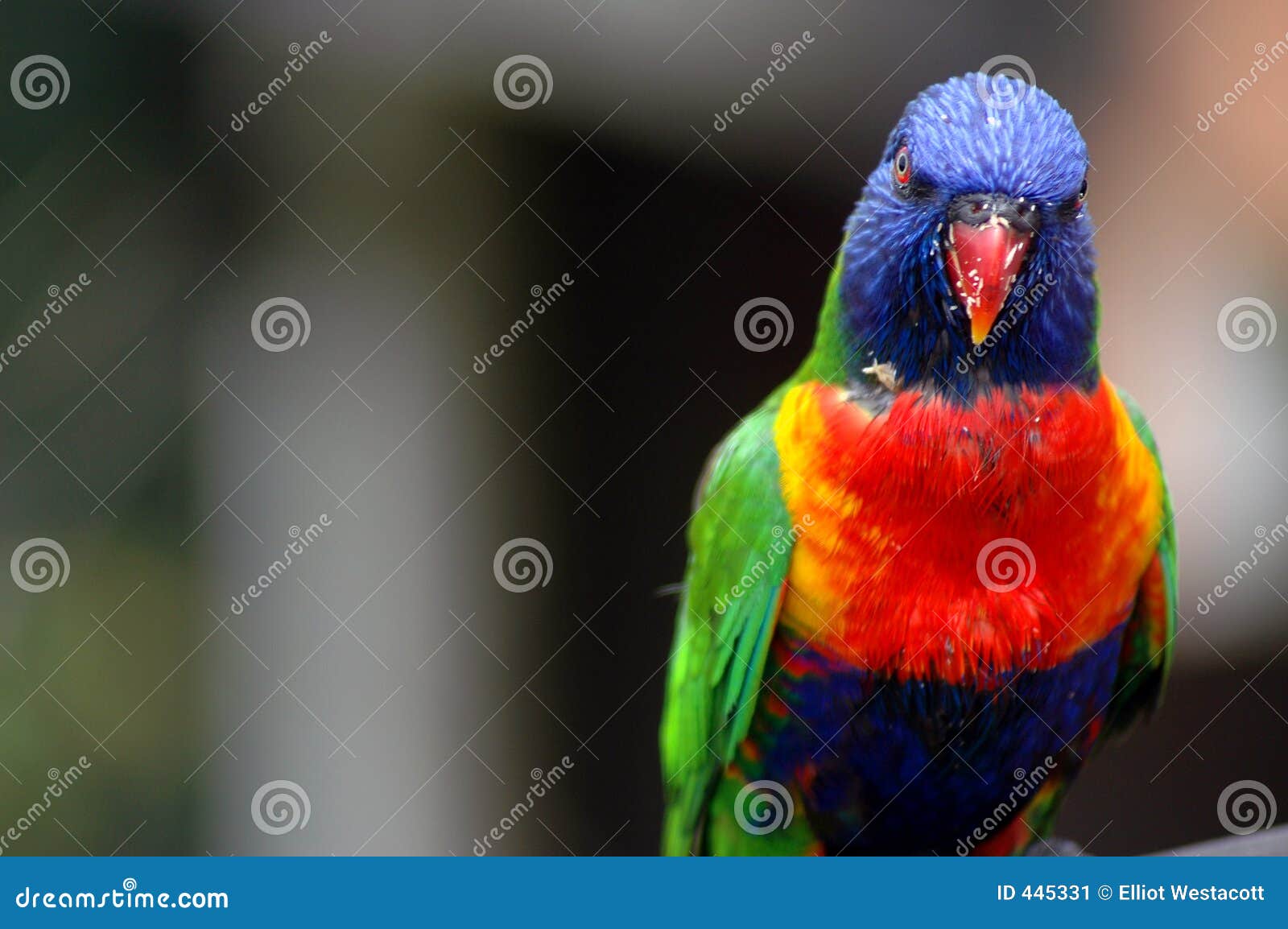 Gekleurde Vogel stock afbeelding. Image of vogels, staar - 445331