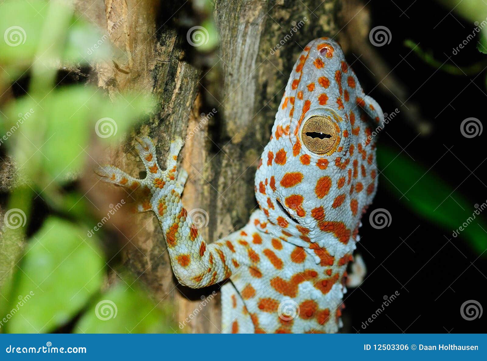 Geko stockfoto. Bild von tier, fahrwerkbein, indonesien - 12503306