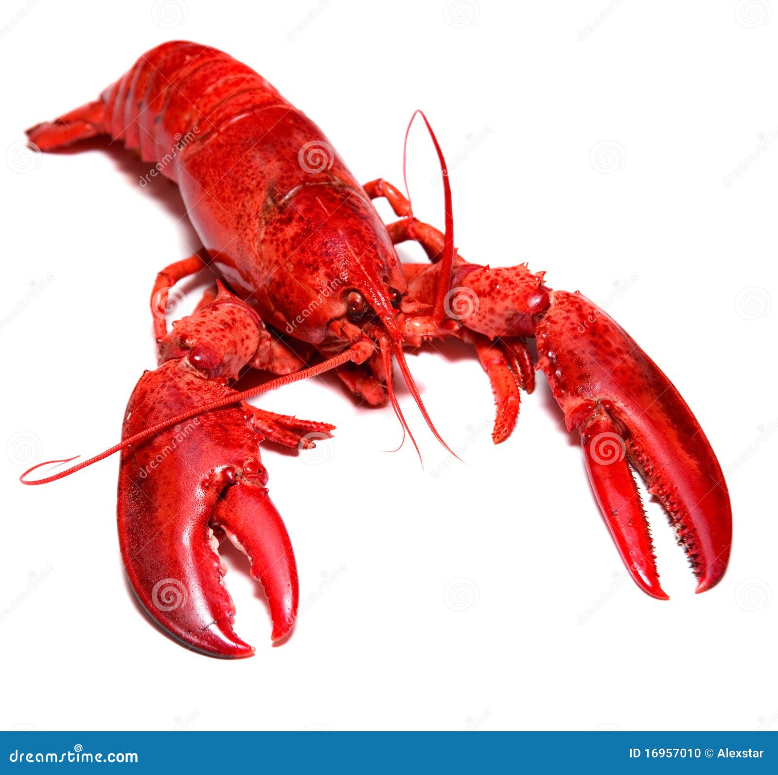 Gekochter Hummer stockfoto. Bild von krebs, delikatessen - 16957010