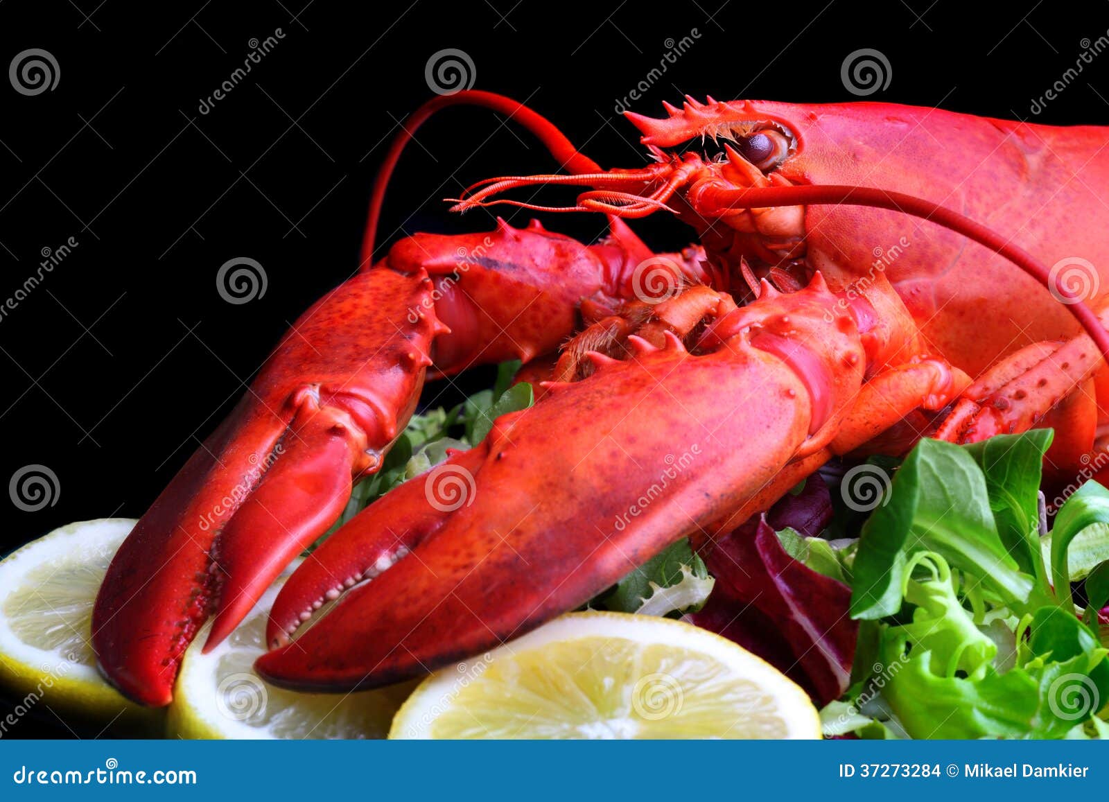 Gekochter Hummer stockfoto. Bild von meeresfrüchte, krebs - 37273284