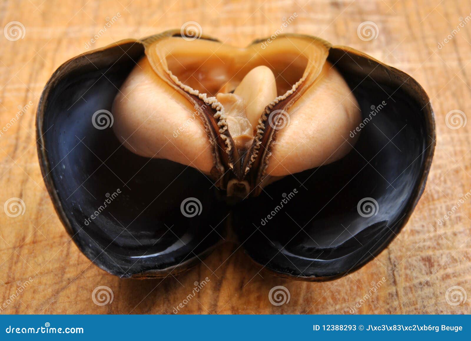 Gekookte Open Mossel Klaar Te Eten Stock Afbeelding - Image of vers ...