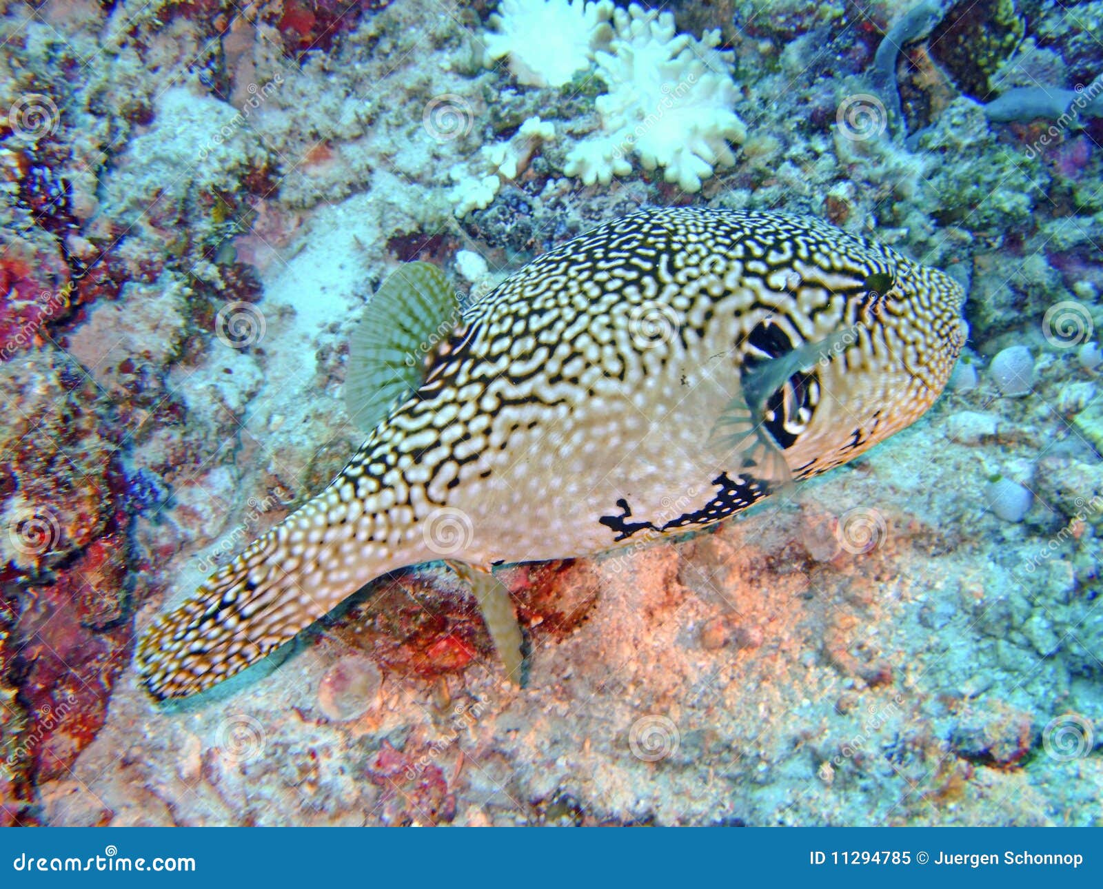 Gekritzeltes Pufferfish, Maldives Stockbild - Bild von unterwasser ...