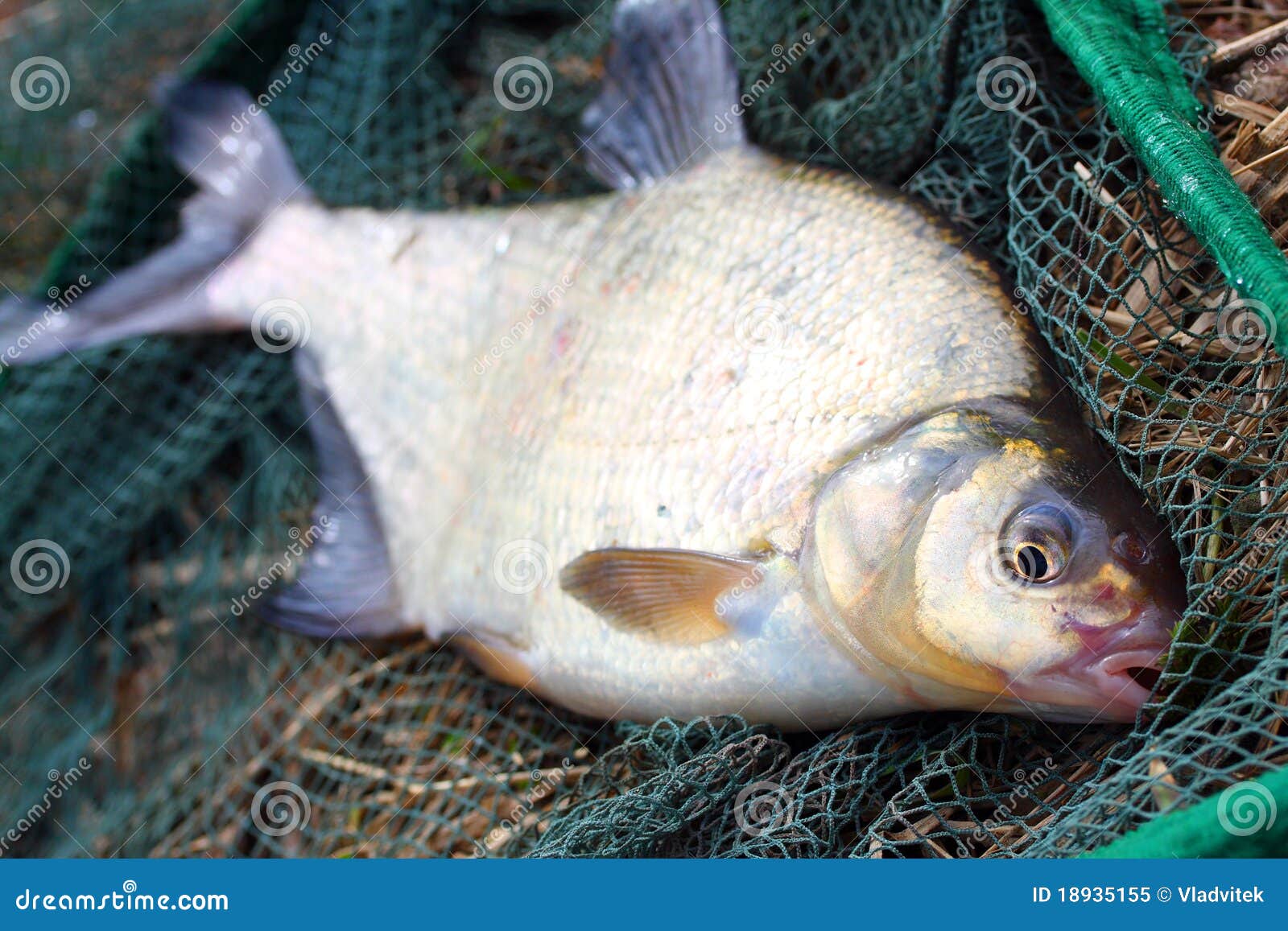 Geläufiger Brachsen (Abramis Brama) Stockbild - Bild von marinesoldat ...