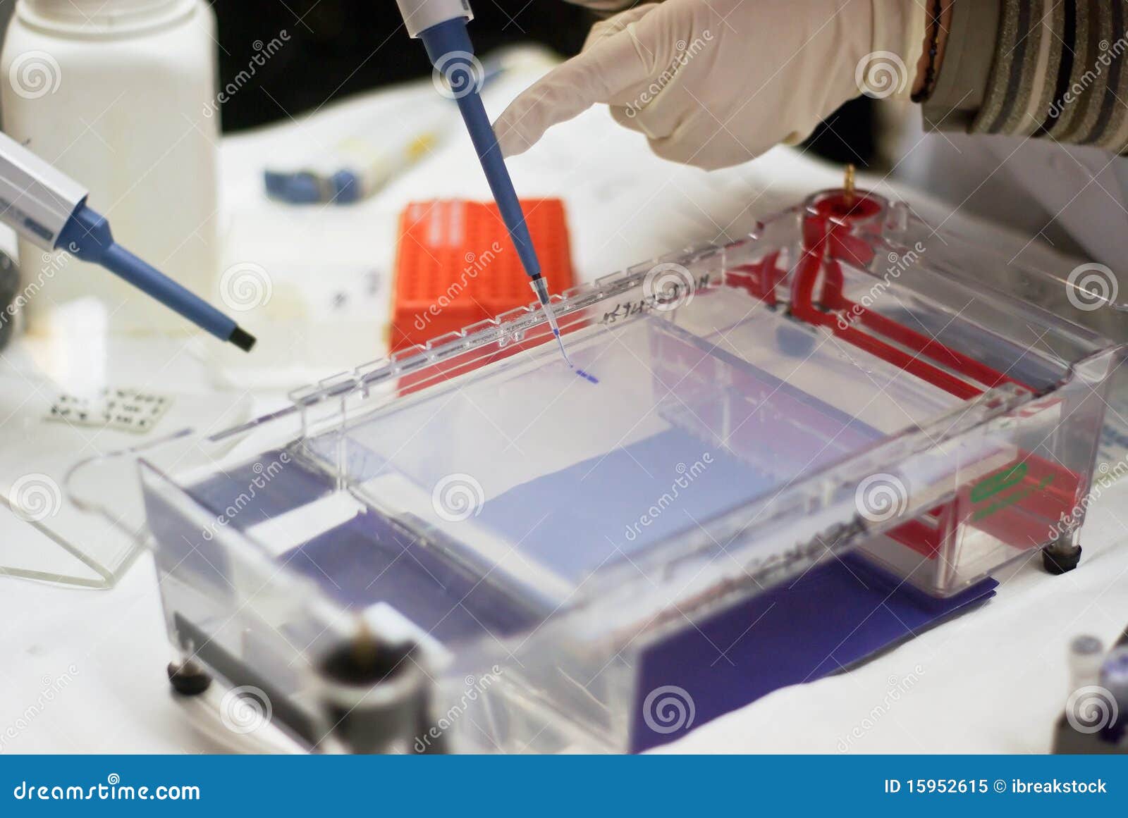 Gel electrophoresis stock image. Image of biotechnology - 15952615