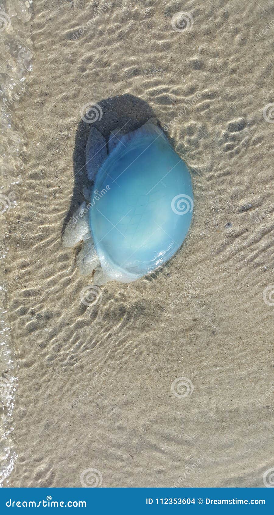 Gel fish stock photo. Image of time, evening, fish, beach - 112353604