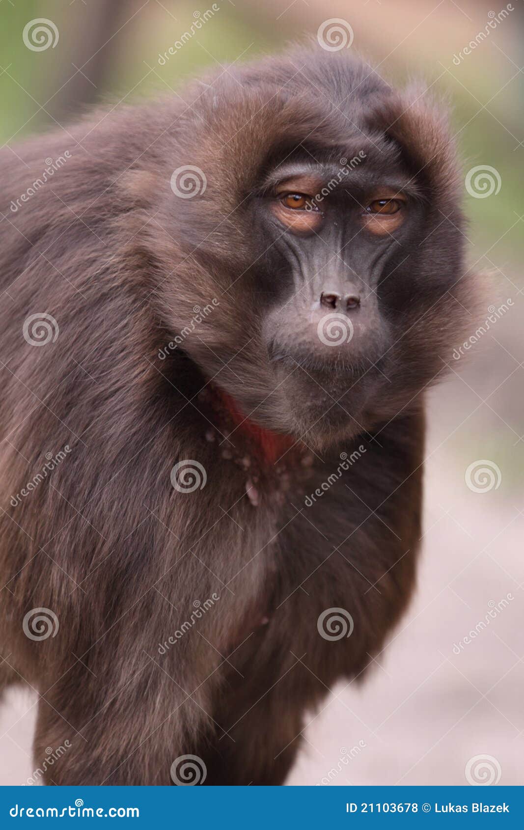 Gelada stock photo. Image of head, body, nature, gelada - 21103678