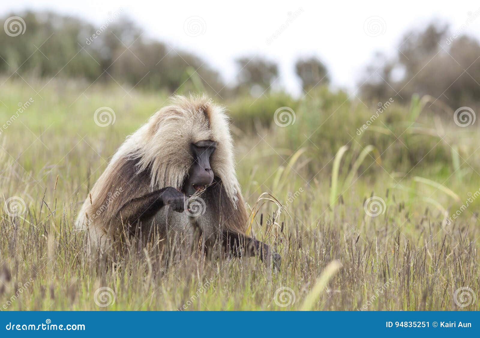 Gelada Babian I Simien Berg, Etiopien Fotografering för Bildbyråer ...