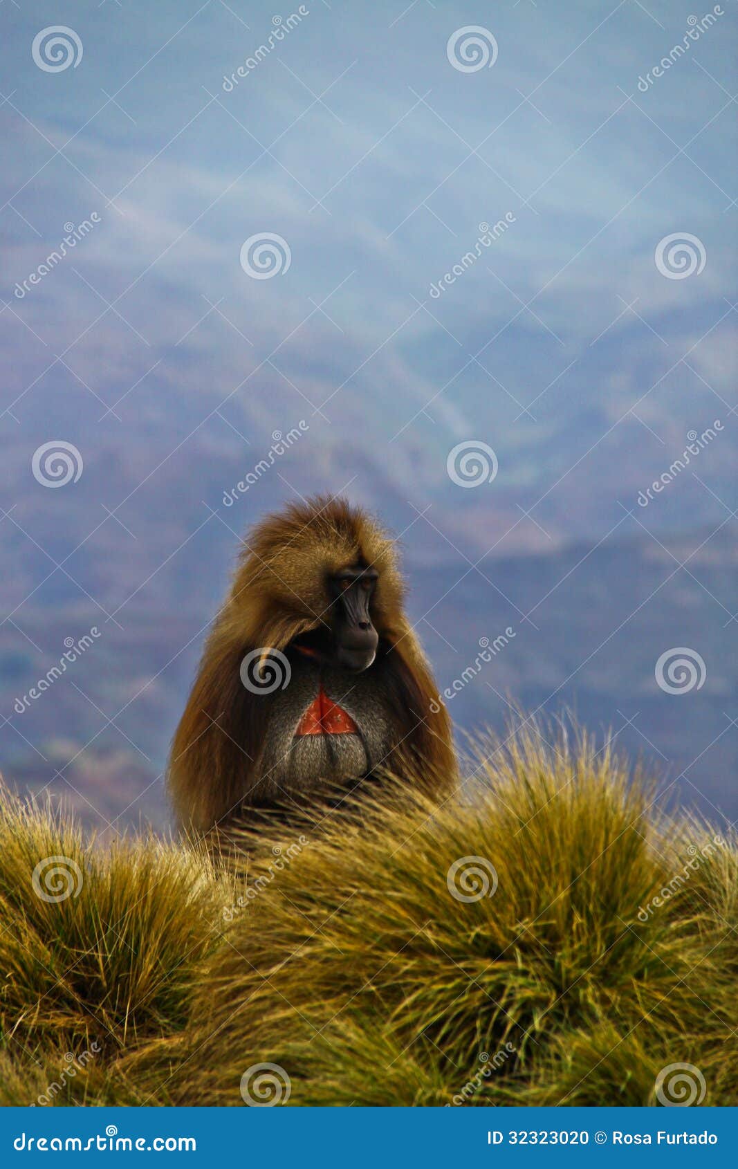 Gelada babianer arkivfoto. Bild av berg, ethiopian, natur - 32323020