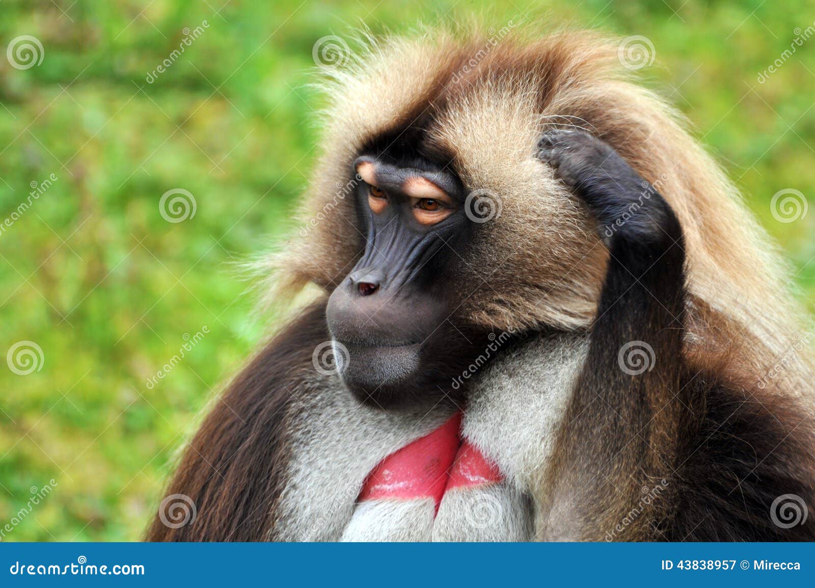 Gelada Babianer (den Theropithecus Geladaen) - Stående Fotografering ...