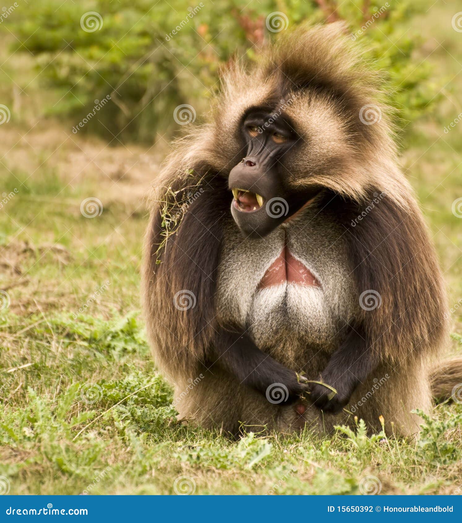 Gelada Baboon stock photo. Image of captivity, chest - 15650392