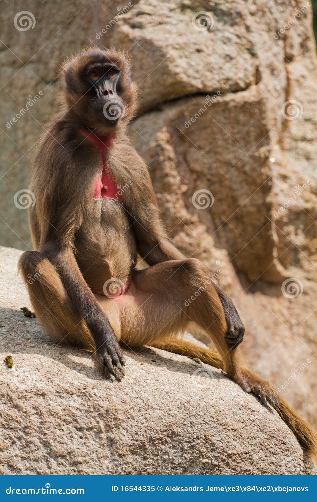 Gelada Baboon Theropithecus Gelada Eating The Stag Beetle Stock Photo ...