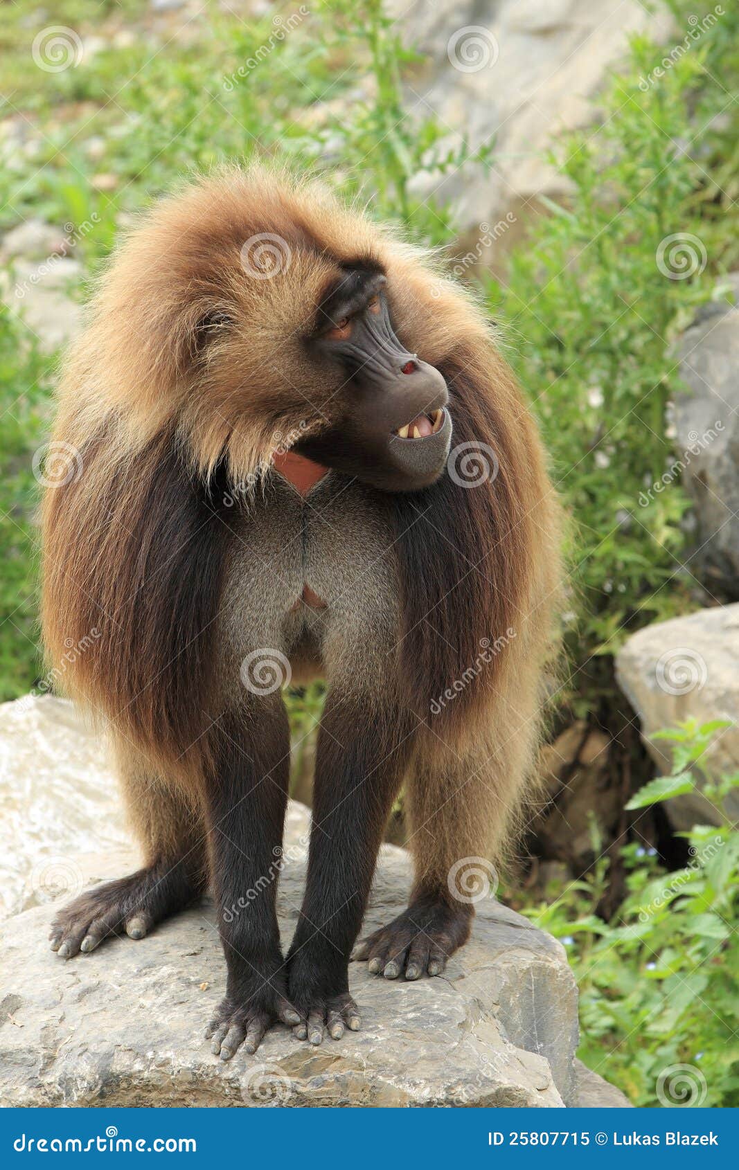 Gelada Baboon Theropithecus Gelada Eating The Stag Beetle Stock Photo ...