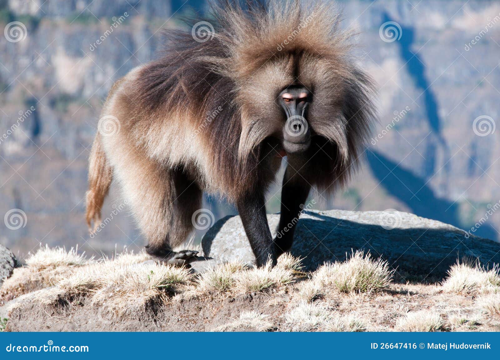 Gelada Baboon Theropithecus Gelada Eating The Stag Beetle Stock Photo ...