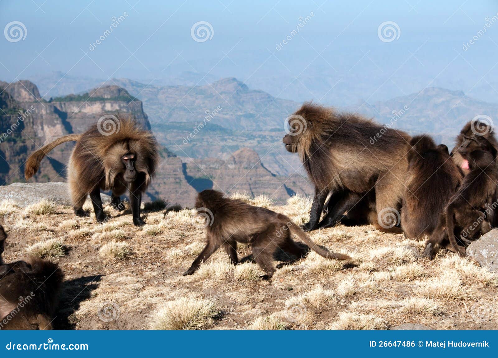 Gelada Baboon Theropithecus Gelada Eating The Stag Beetle Stock Photo ...