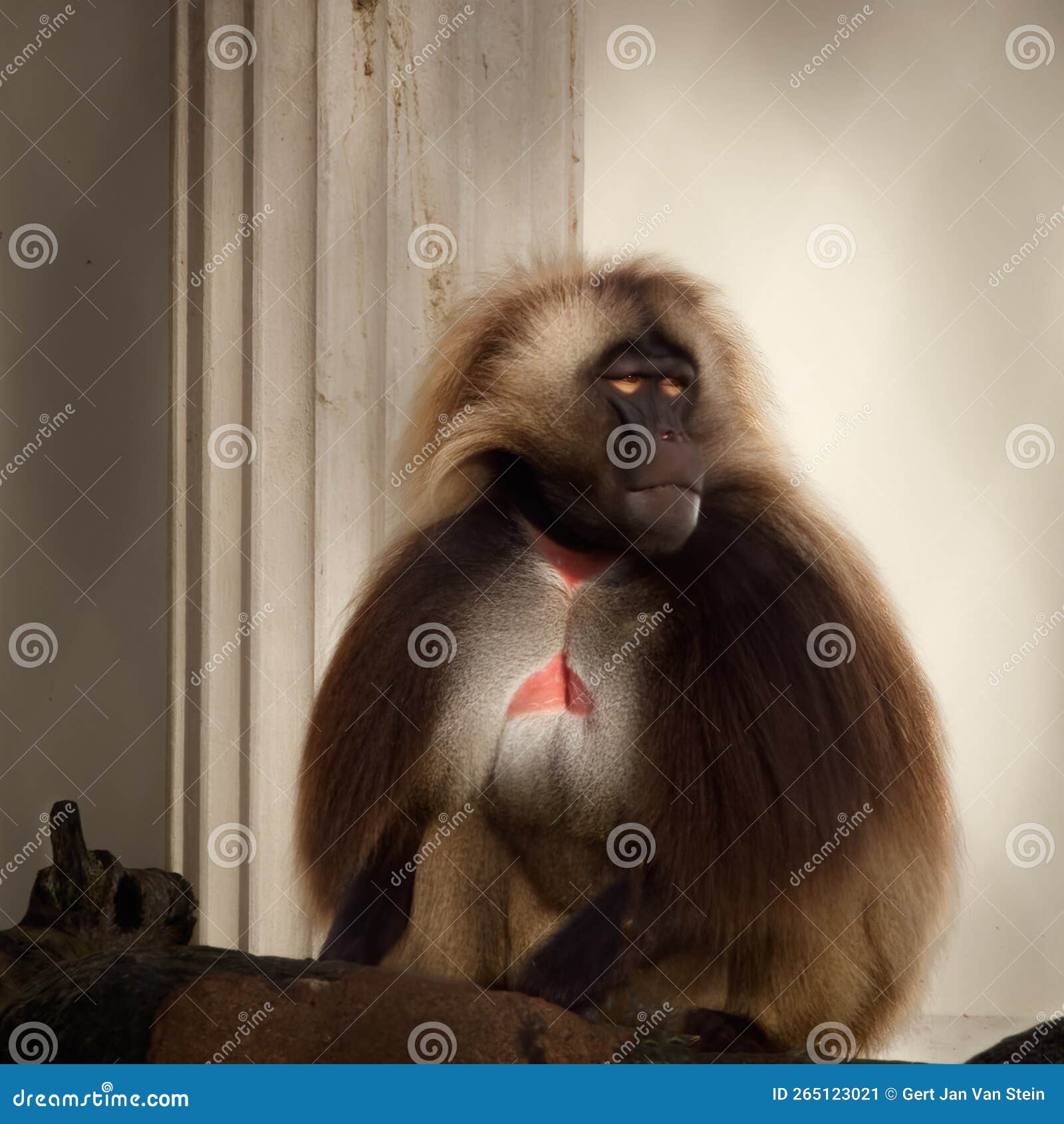 Gelada Baboon or Bleeding Heart Monkey Sun Bathing in Zoo Blijdorp ...