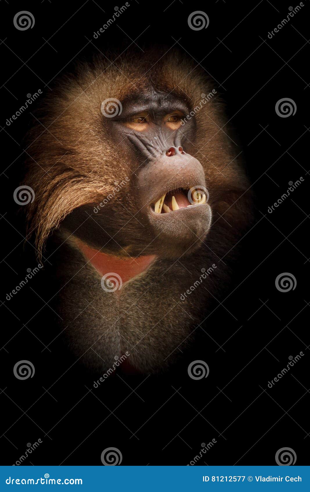 Gelada baboon stock image. Image of root, hill, dirty - 81212577