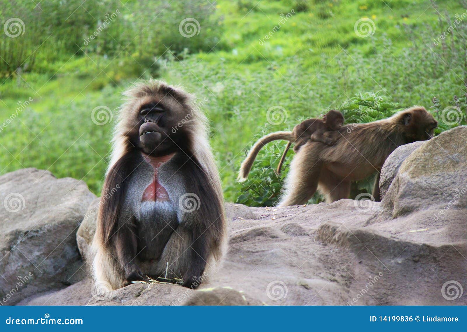 Gelada Baboon family stock photo. Image of brown, grooming - 14199836