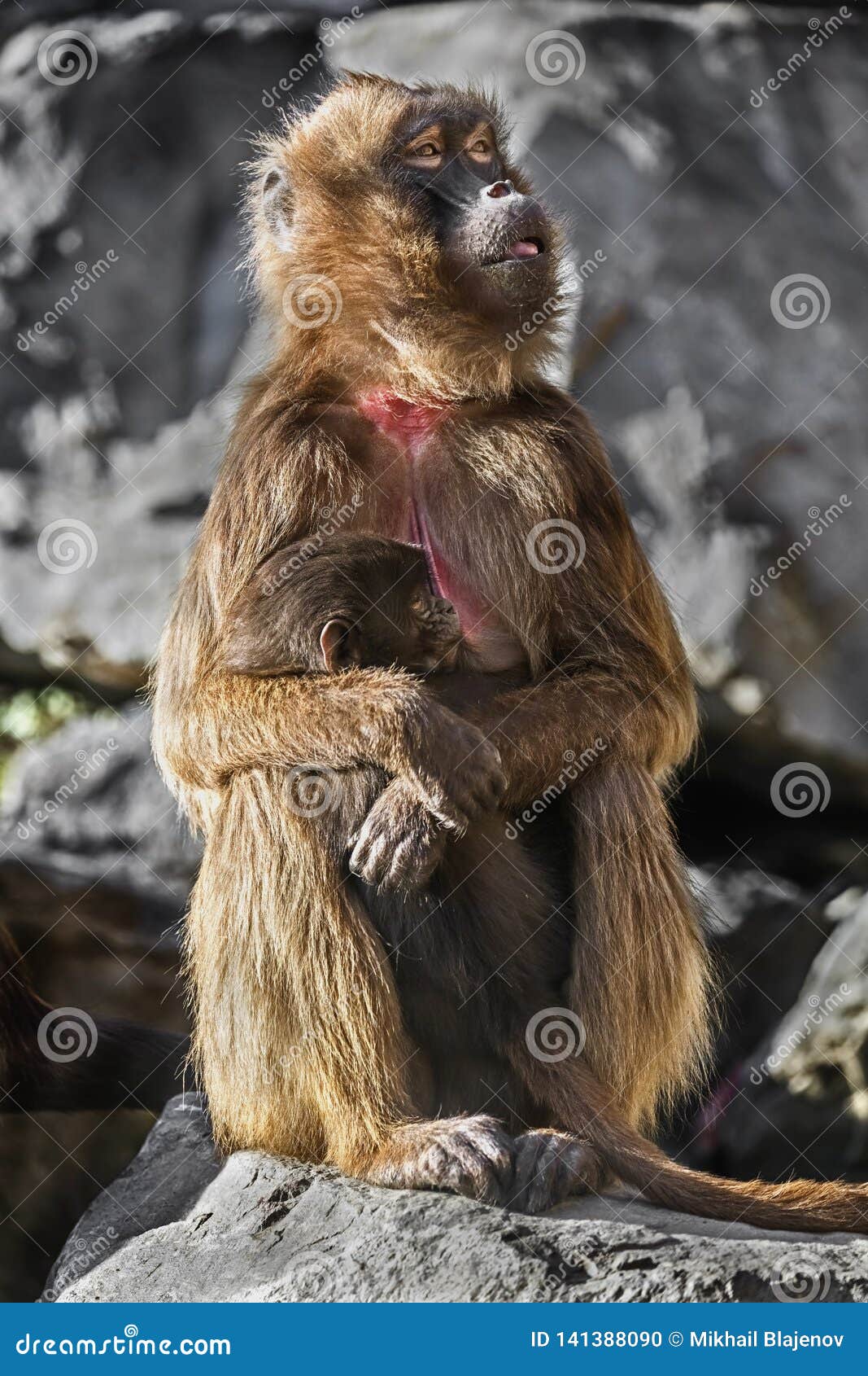 Gelada baboon female 7 stock photo. Image of baboon - 141388090