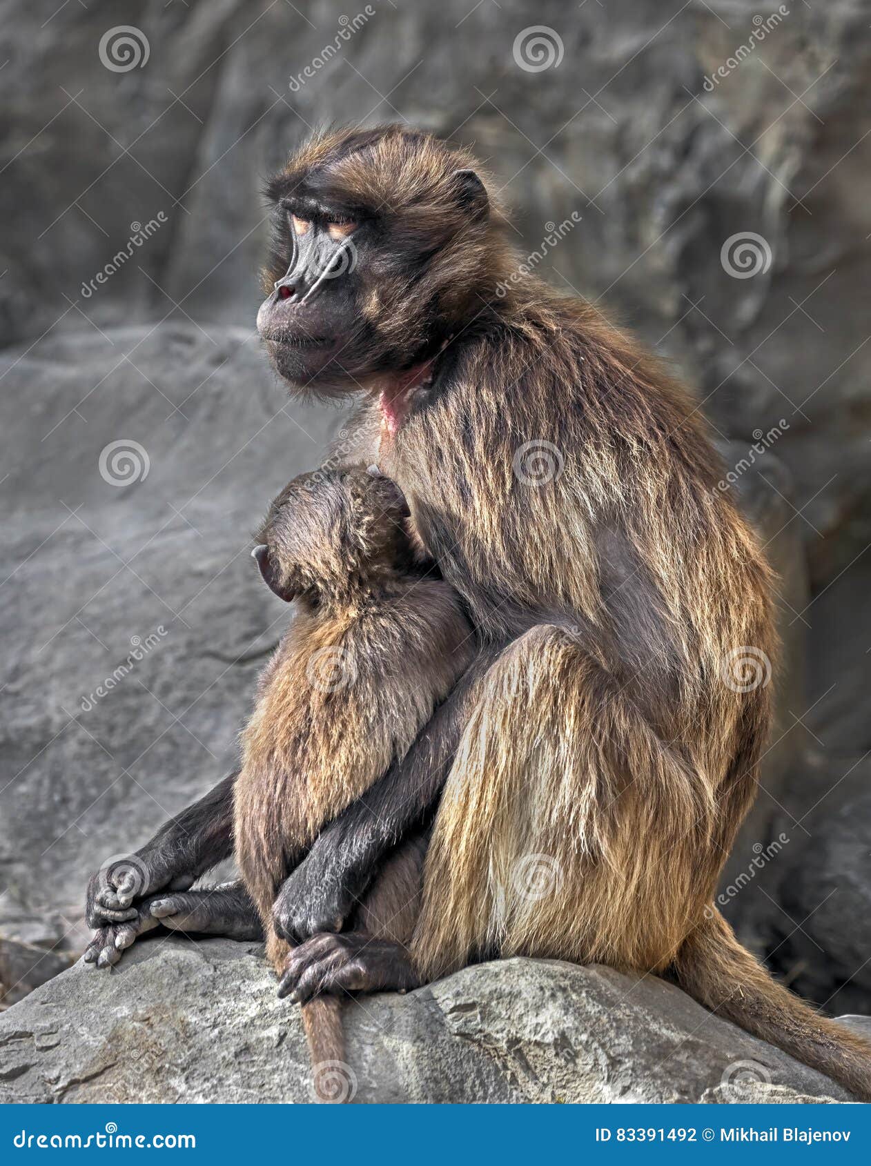 Gelada baboon female 3 stock photo. Image of environment - 83391492