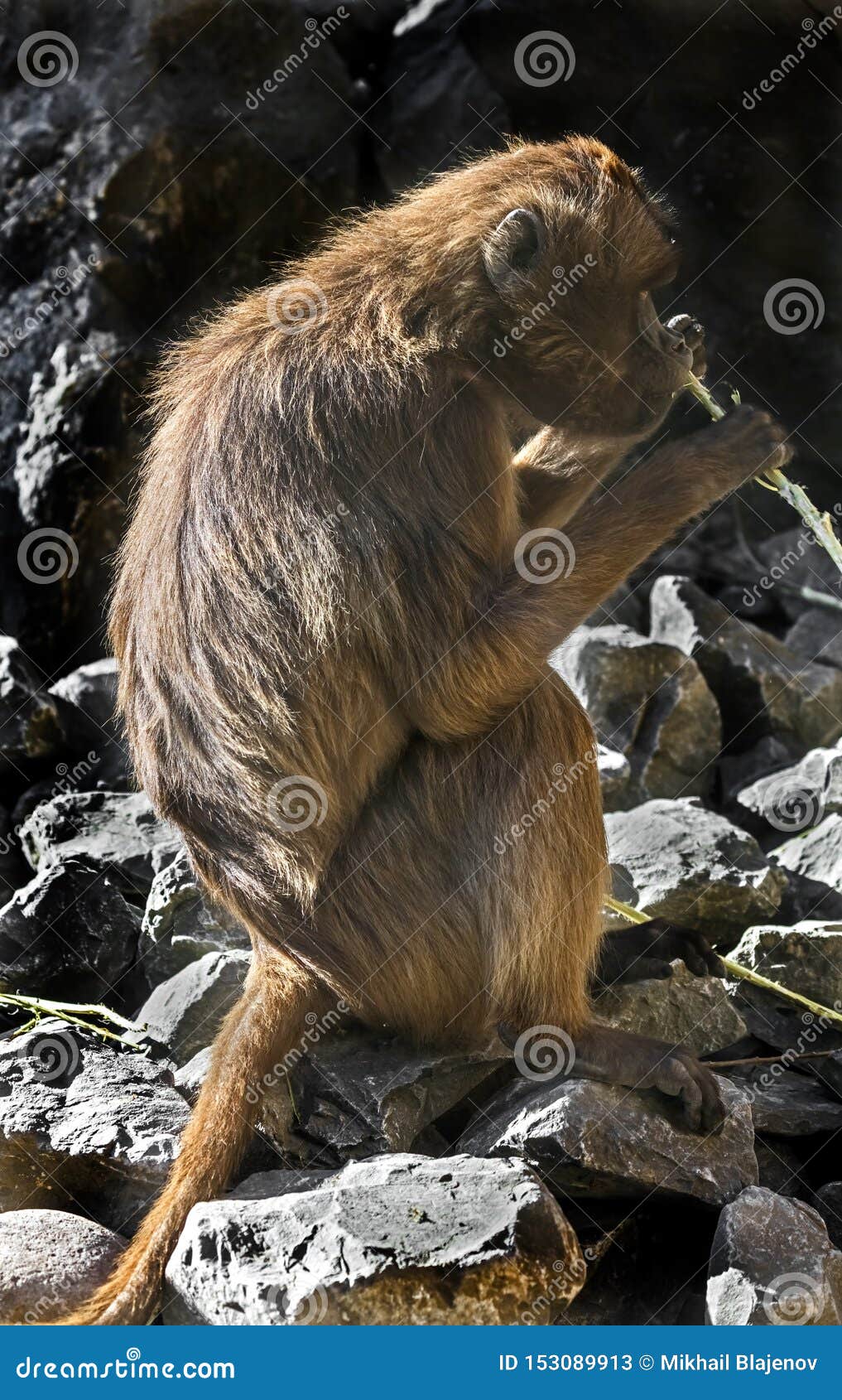 Gelada baboon female 9 stock image. Image of nature - 153089913