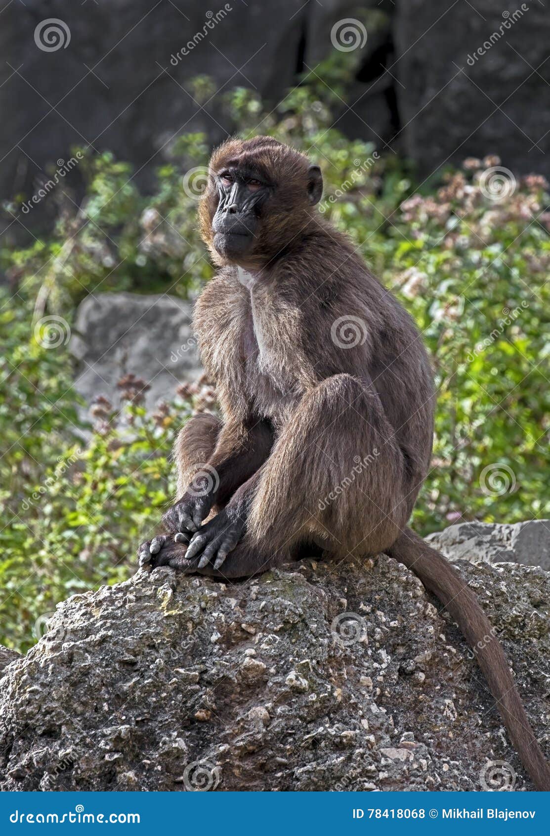 Gelada baboon female 1 stock photo. Image of monkey, ecology - 78418068