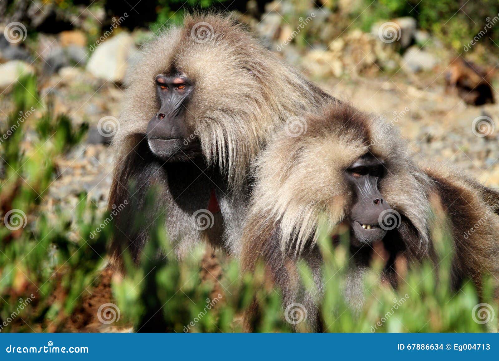 Angry Gelada Baboon Royalty-Free Stock Photography | CartoonDealer.com ...