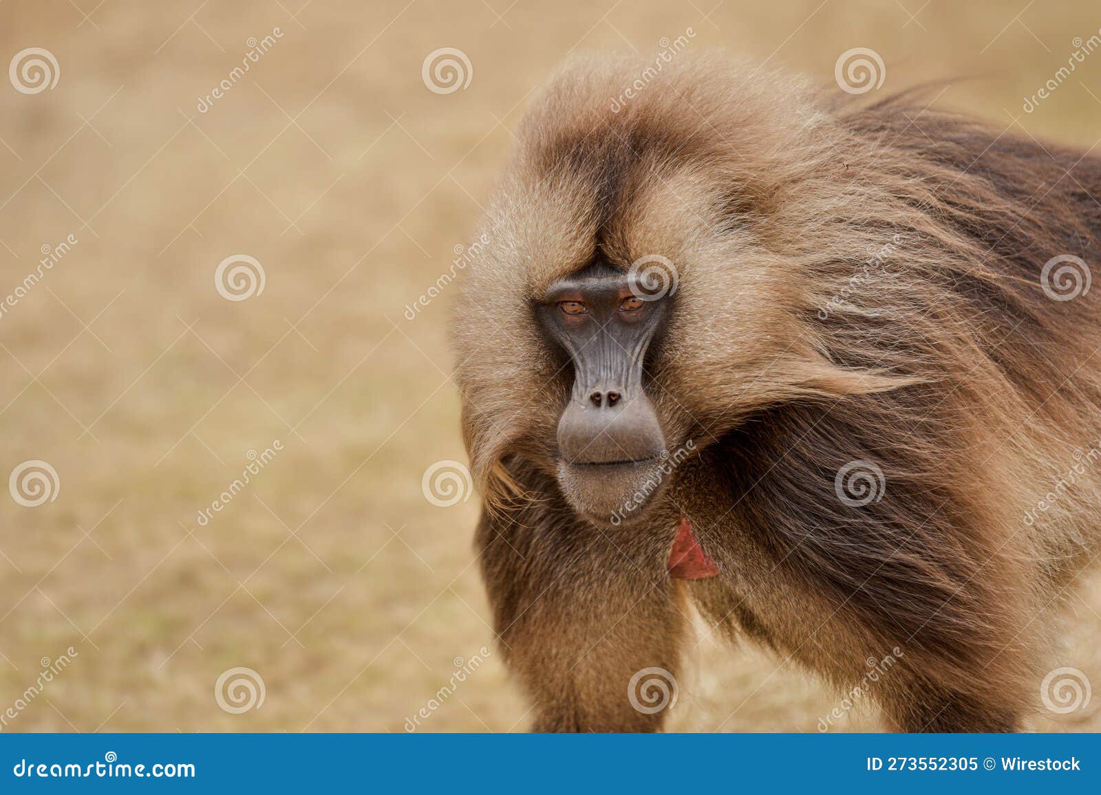 Gelada Baboon Looking Directly at the Camera. Semien Mountains ...