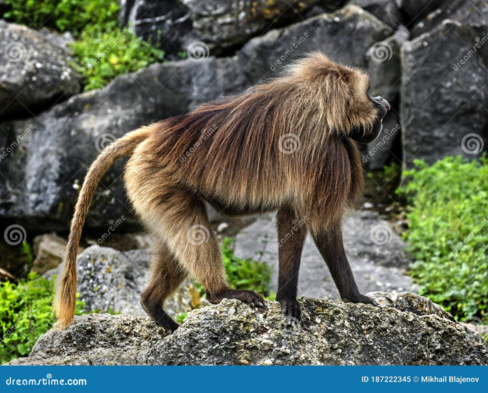 Gelada baboon male 12 stock image. Image of cunning - 187222345