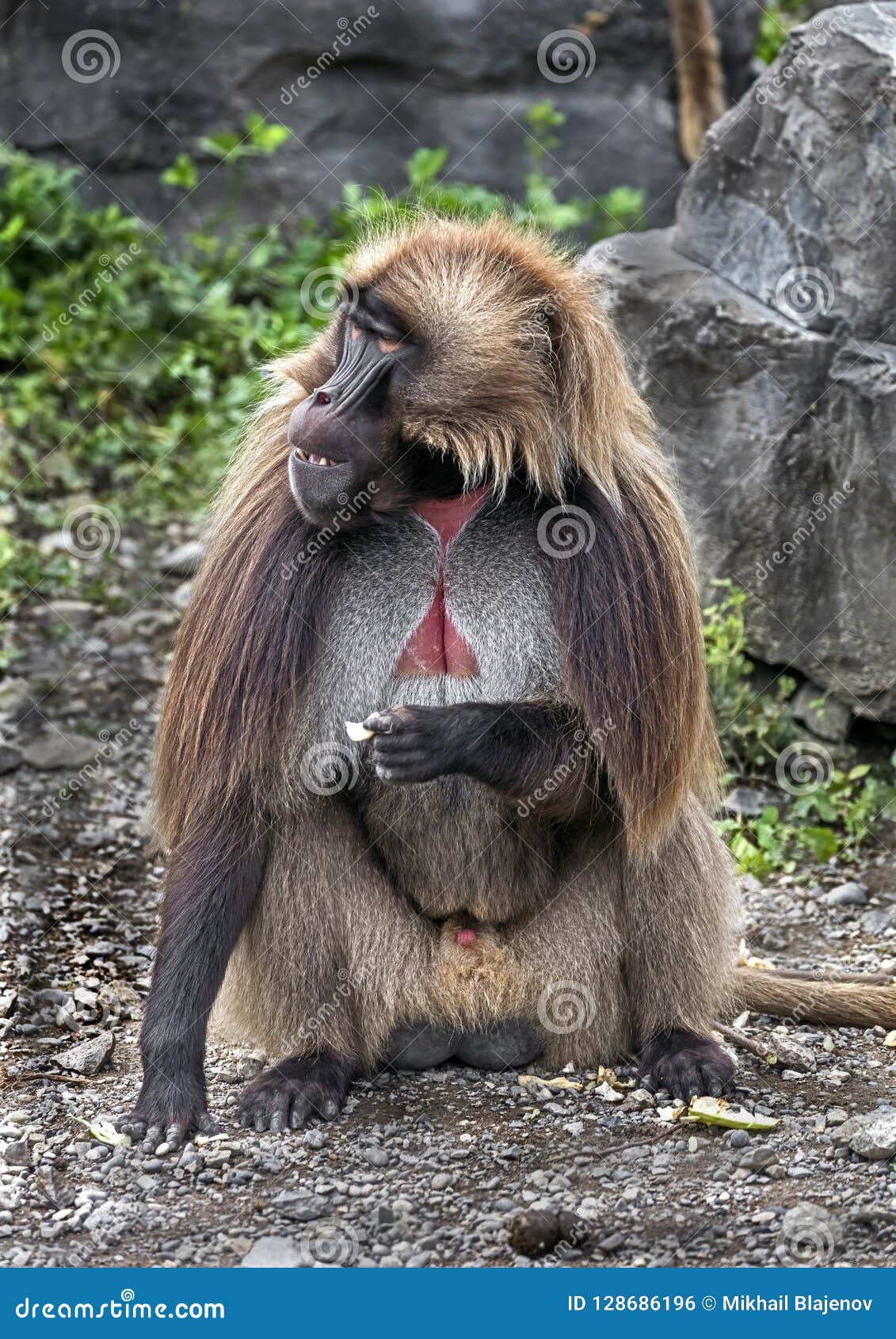 Gelada baboon male 2 stock photo. Image of clever, africa - 128686196