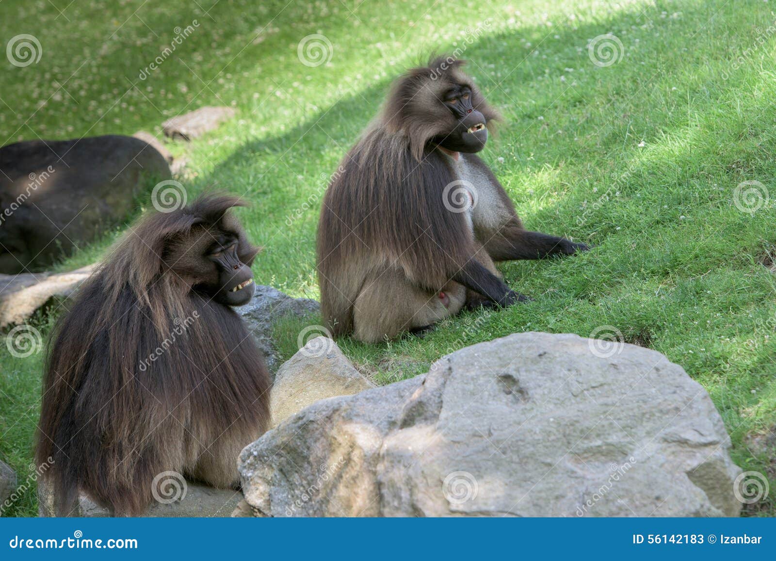 Gelada Baboon Monkey Ape Portrait Stock Image - Image of mountain ...