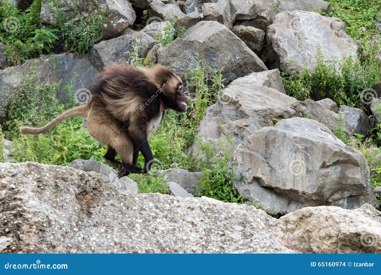 Gelada Baboon Monkey Ape Portrait Running Stock Photo - Image of furry ...