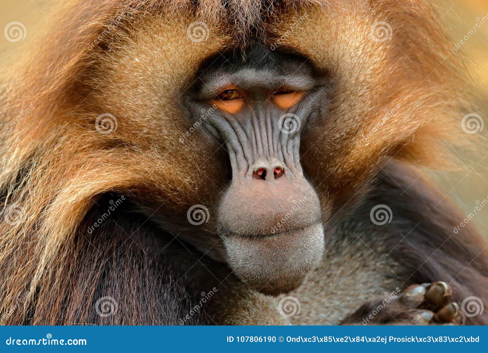 Gelada Baboon with Open Muzzle with Tooths. Portrait of Monkey from ...